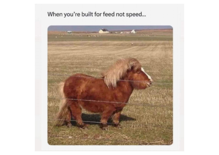 Pony Meme | PDF
