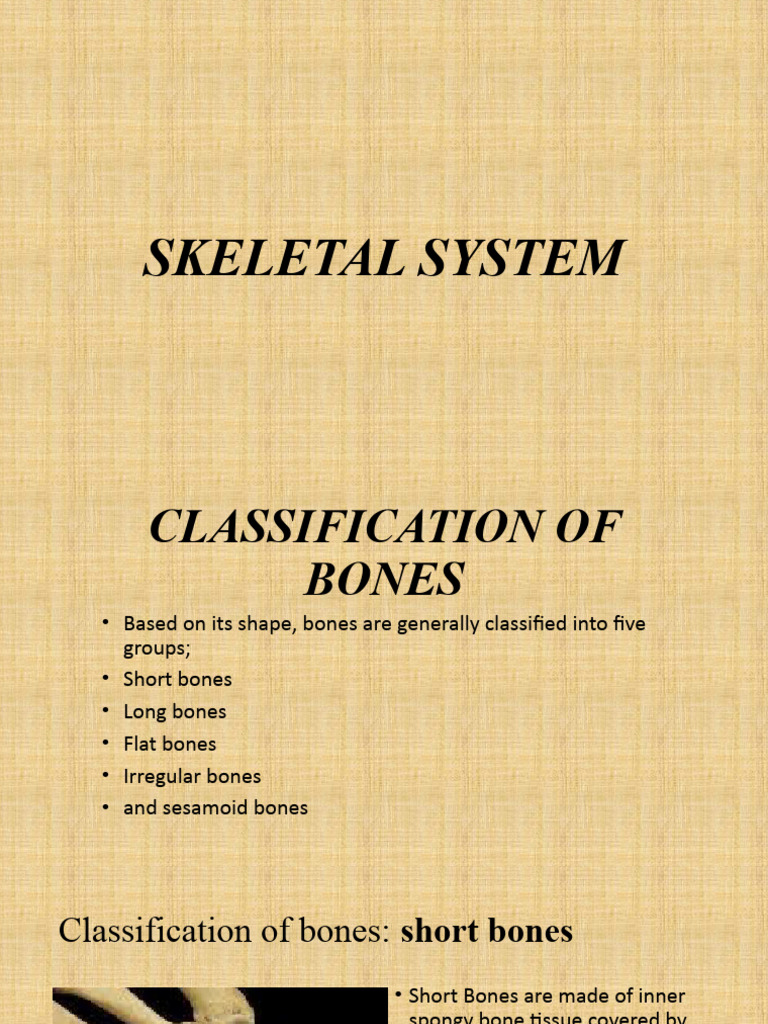 Skeletal System | PDF | Vertebra | Vertebral Column