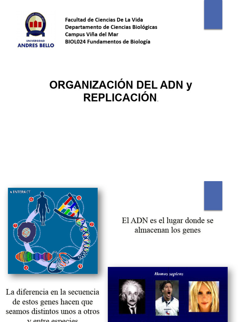 Clase 14. DNA y Replicación | PDF | Adn | Replicación De Adn