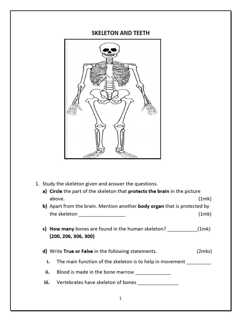 SKELETON AND TEETH T2 (2) FFF | PDF | Skeleton | Water