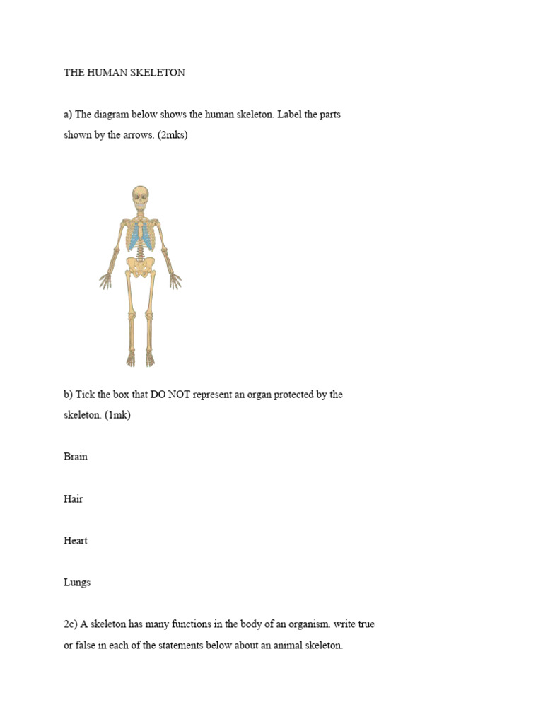 The Human Skeleton | PDF