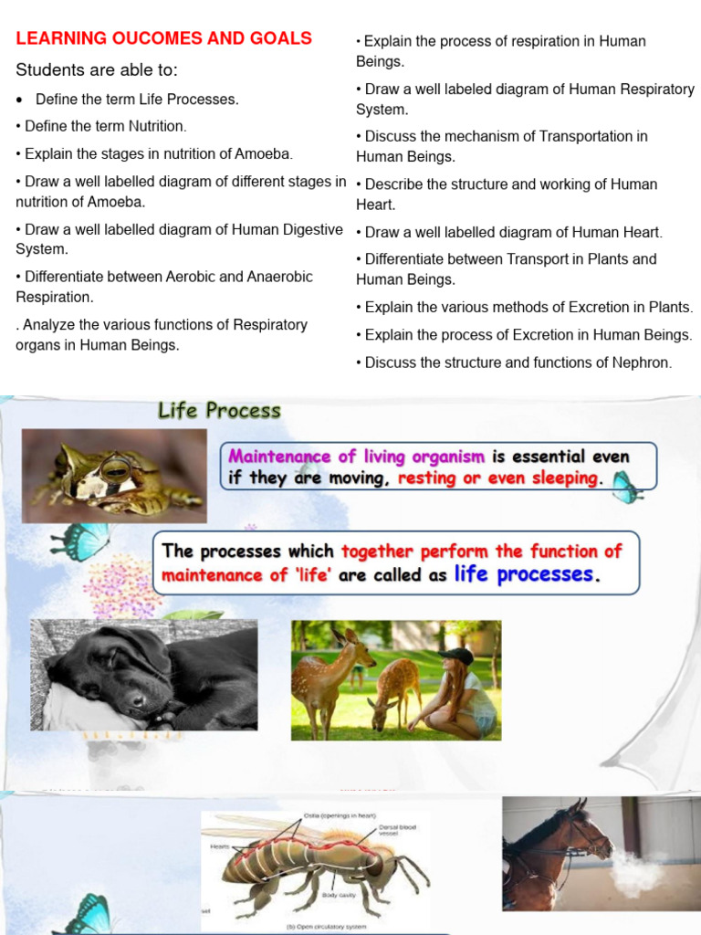 6 Life Process 1 | PDF