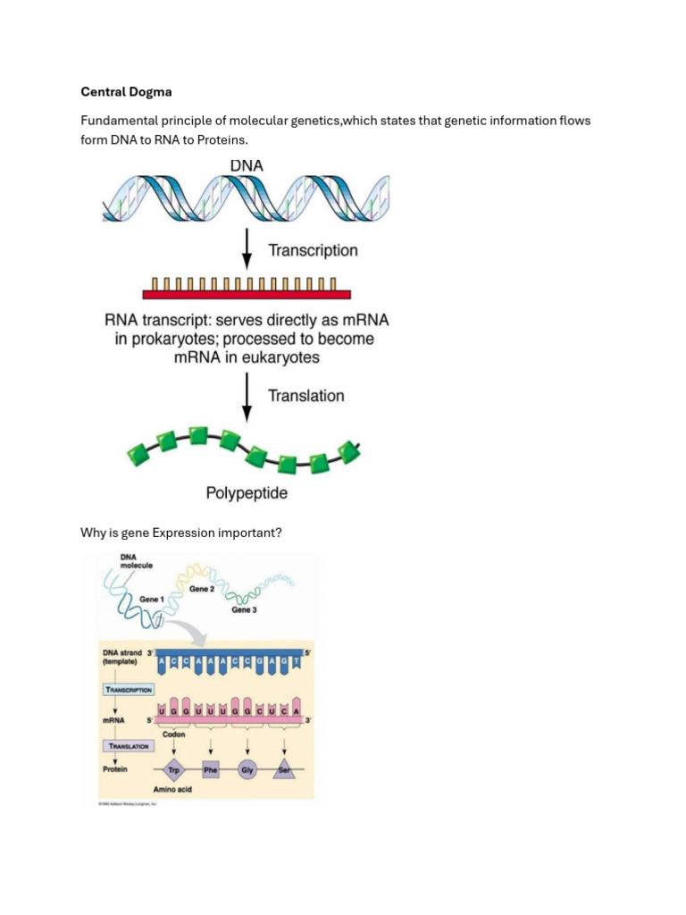 Central Dogma System Science 10 | PDF