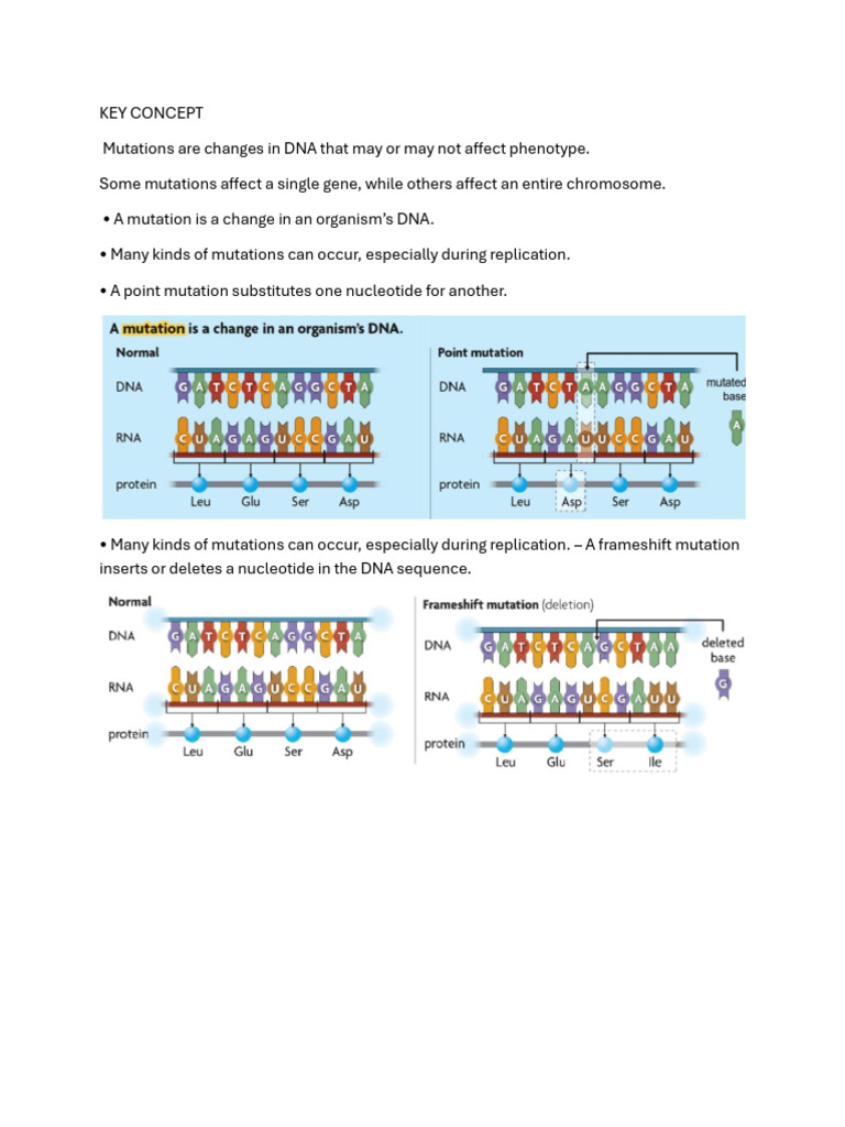Understanding DNA Mutations and Effects | PDF
