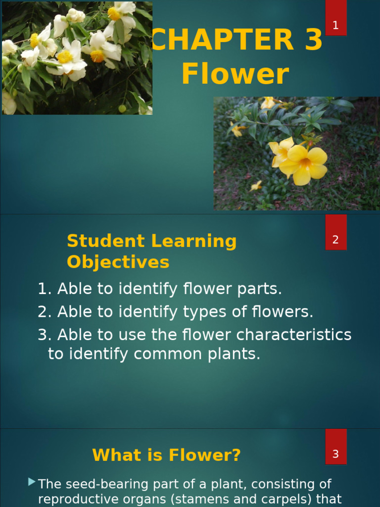 Lecture - Morphology of Flower and Fruits | PDF | Flowers | Petal