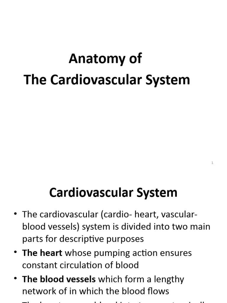 Cardiovascular System | PDF | Heart Valve | Atrium (Heart)