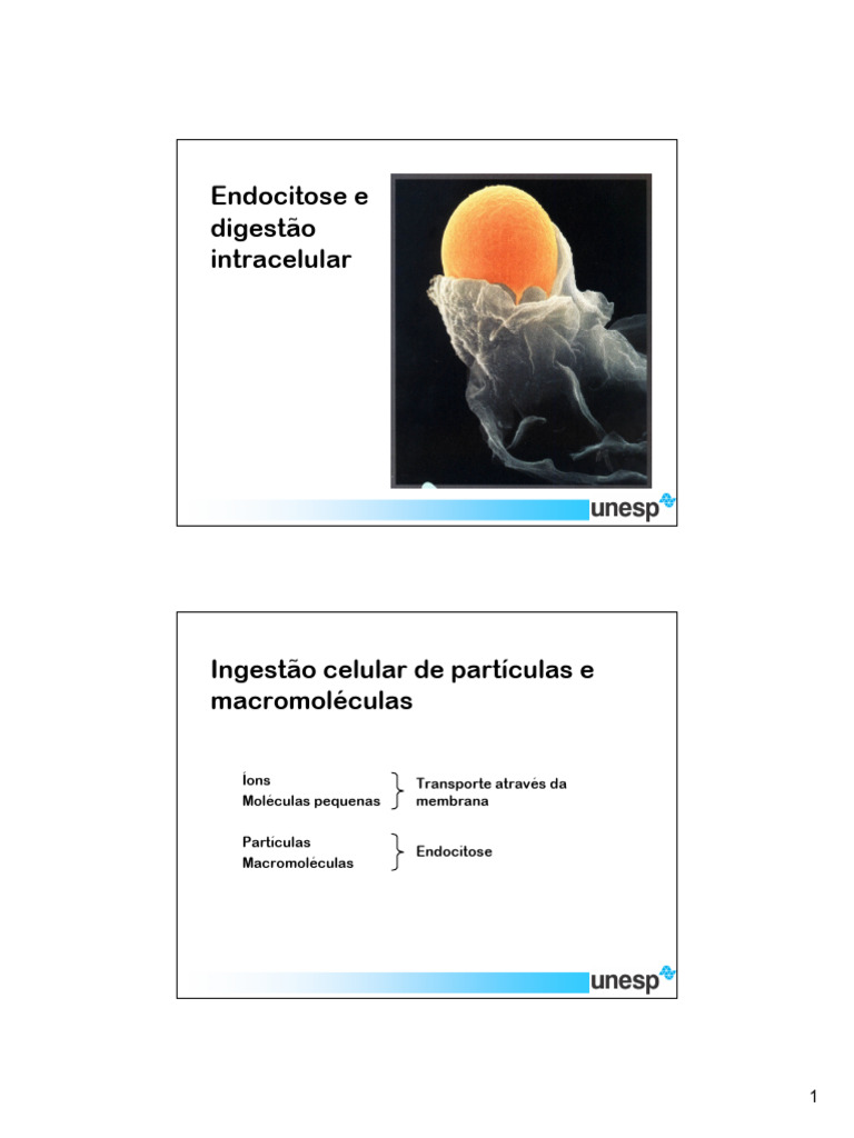 Endocitose: Fagocitose e Pinocitose | PDF | Biologia Molecular | Biofísica