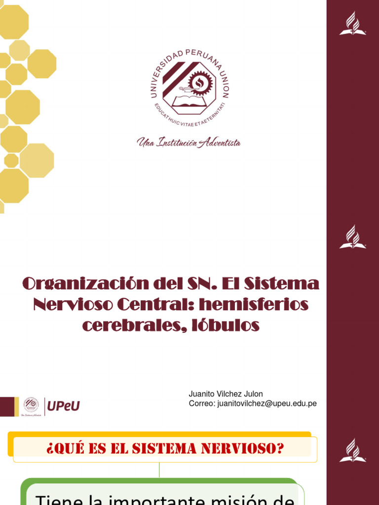 El Sistema Nervioso | PDF | Cerebro | Sistema nervioso central