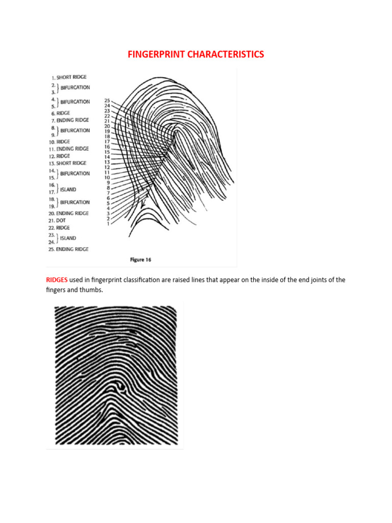 Fingerprint Characteristics Study Guide | PDF | Fingerprint