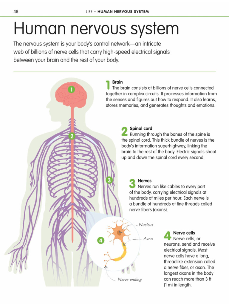 Nervous System | PDF