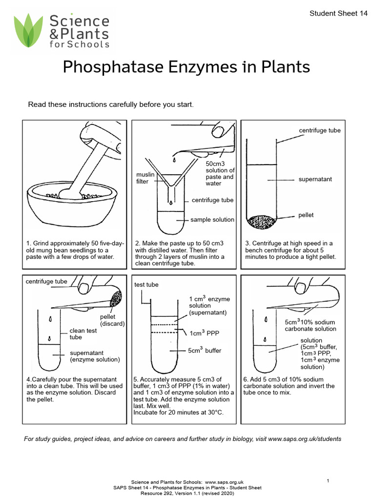SAPS Sheet 14 Phosphatase Enzymes in Plants Student Sheet | PDF ...