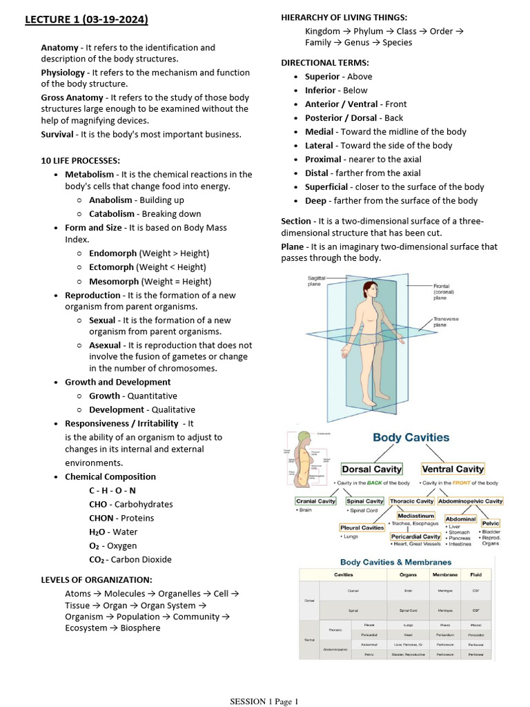 Anatomy and Physiology | PDF | Anatomical Terms Of Location