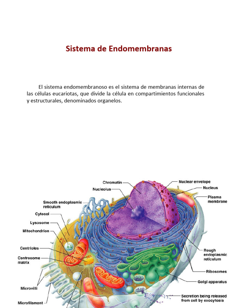 12 Sistema de Endomembranas, Organelos | PDF | Retículo endoplásmico ...