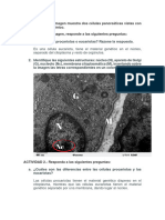 Cápsula de Glisson y su función hepática | PDF | Tejido adiposo | Riñón