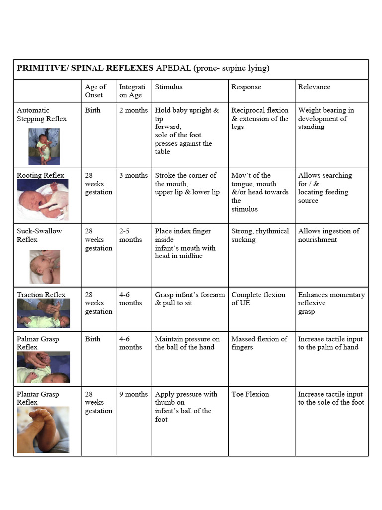 Reflex | PDF | Anatomical Terms Of Motion | Foot