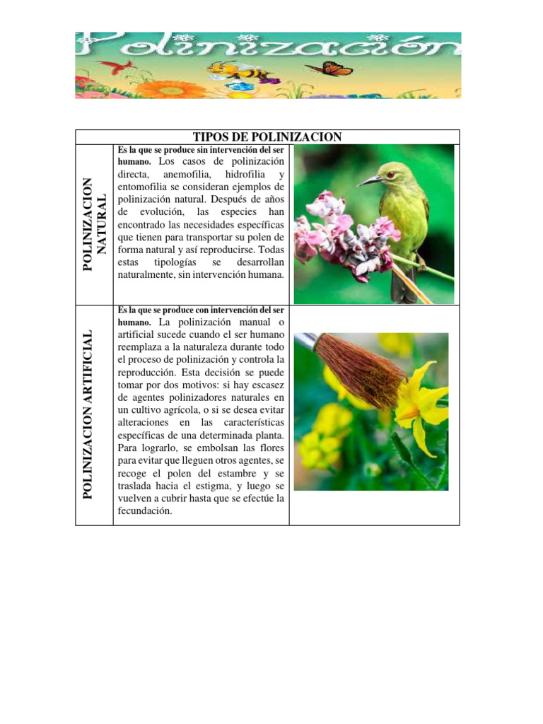 Tipos de Polinización: Natural y Artificial | PDF | Polinización | Plantas