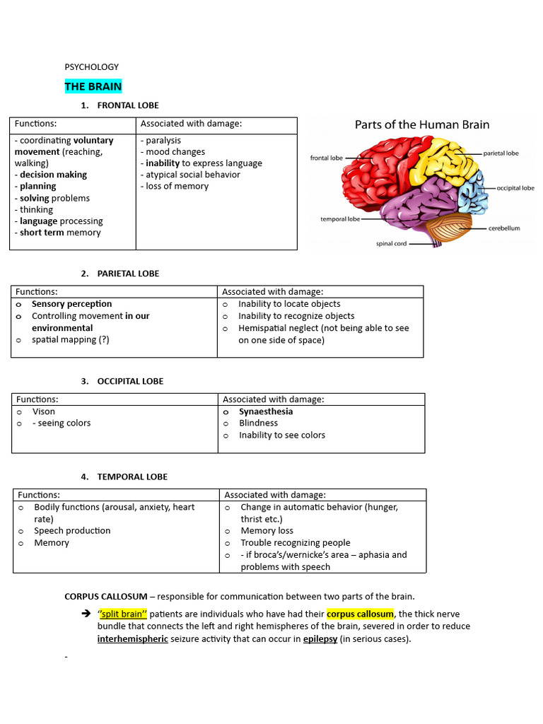 Psychologia | PDF | Neuron | Memory