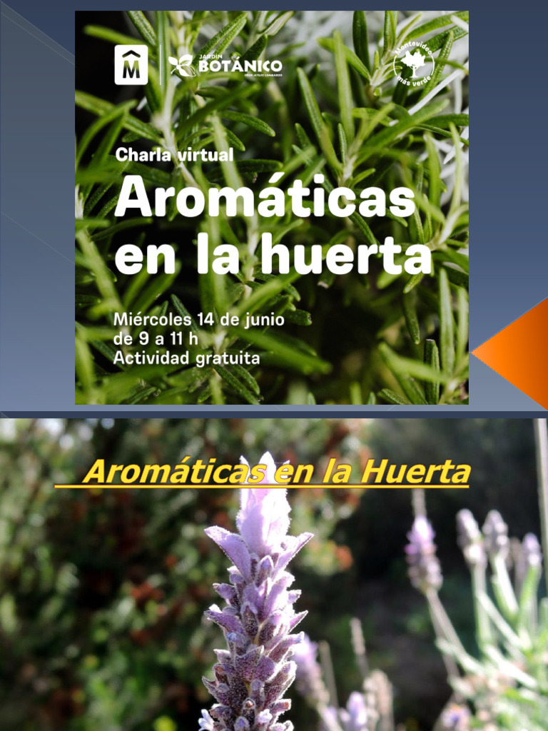 Presentacion Charla Aromaticas en La Huerta Junio 2023 | PDF | Hoja | Tallo de la planta