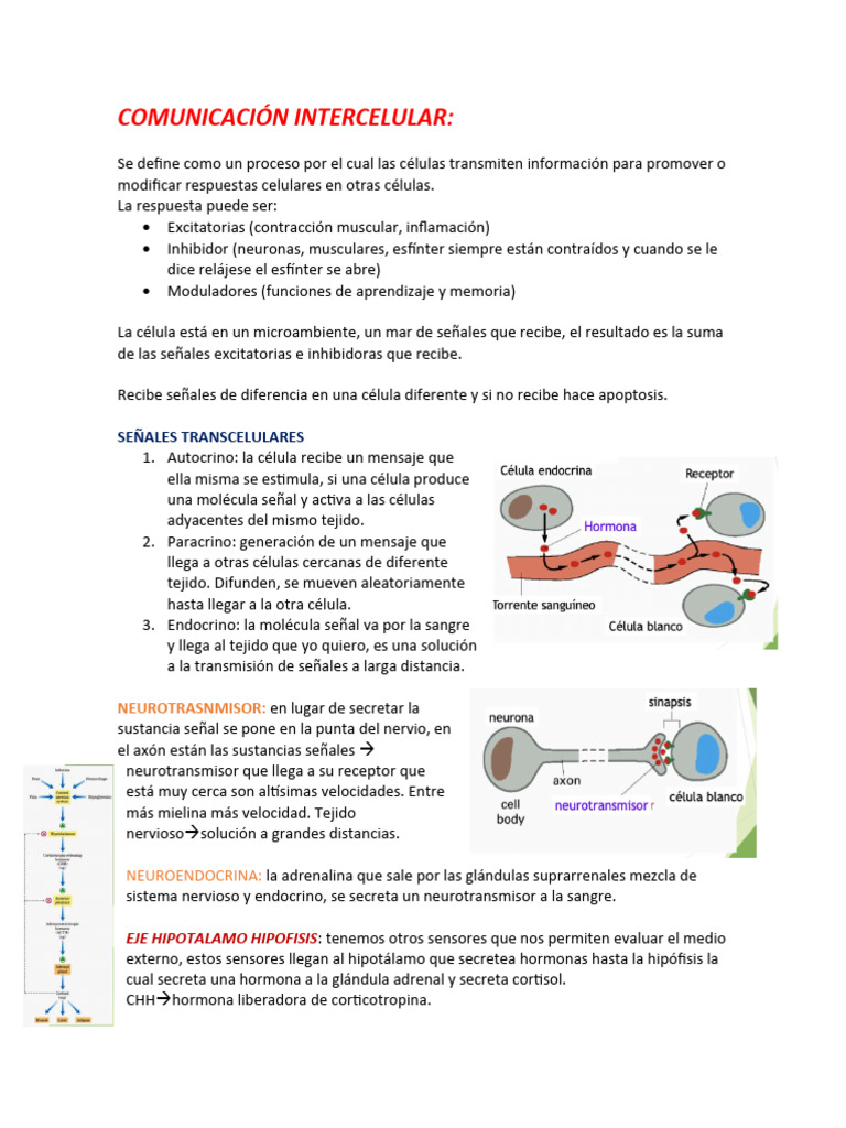 Comunicación Intercelular | PDF | Sistema endocrino | Señal telefónica