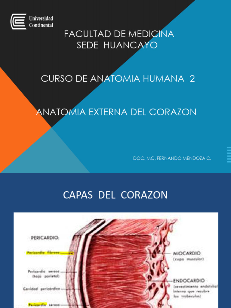 3.-Anatomía Externa Del Corazón | PDF