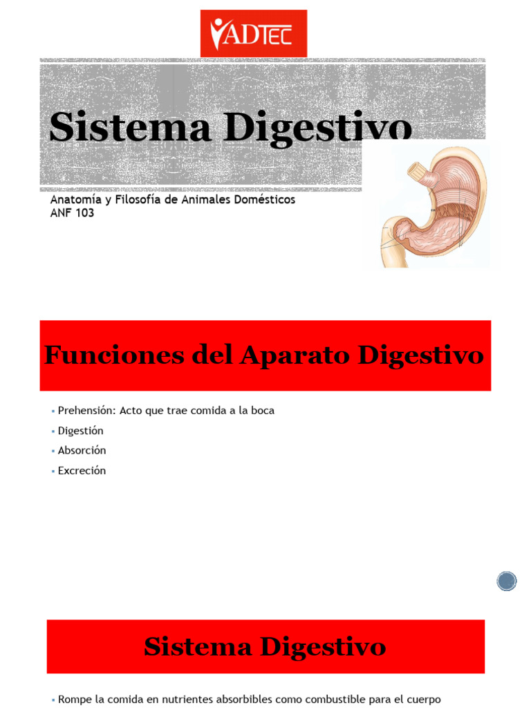 7.+Sistema+Digestivo ? | PDF | Digestión | Sistema digestivo humano