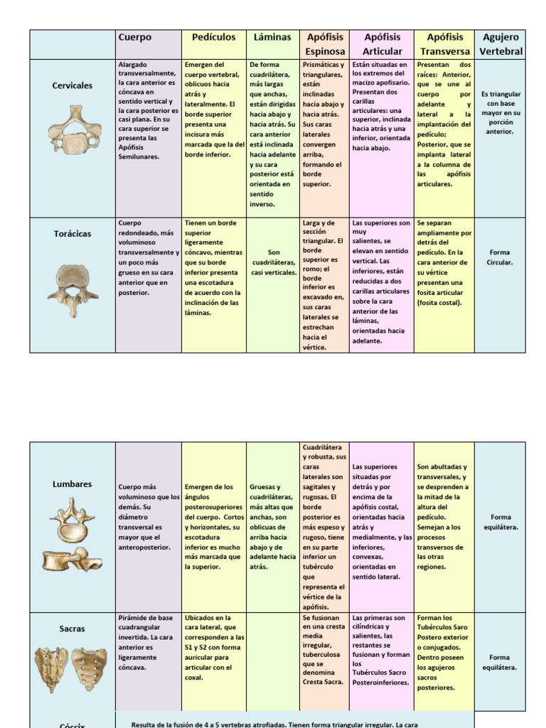 Cuadro Comparativo Anatomía (Definitivo) | PDF | Anatomía | Sistema ... Cuadro Comparativo Anatomía (Definitivo) | PDF | Anatomía | Sistema ...