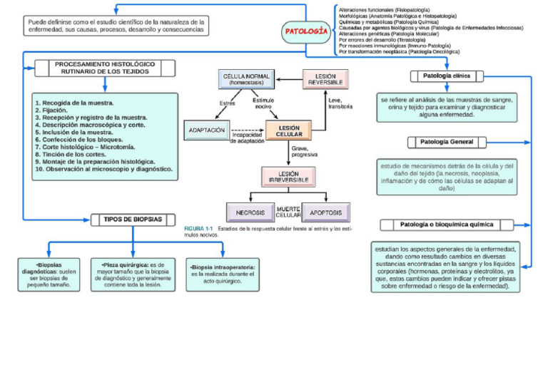 Mapa Conceptual Patologia | PDF