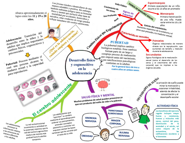 Desarrollo Cognocitivo y Fisico en La Adolescencia | Descargar gratis PDF | Adolescencia