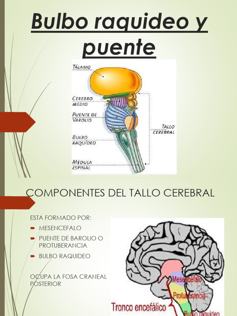 Bulbo, Puente, Mesencefalo | PDF | Neuroanatomía | Anatomía humana