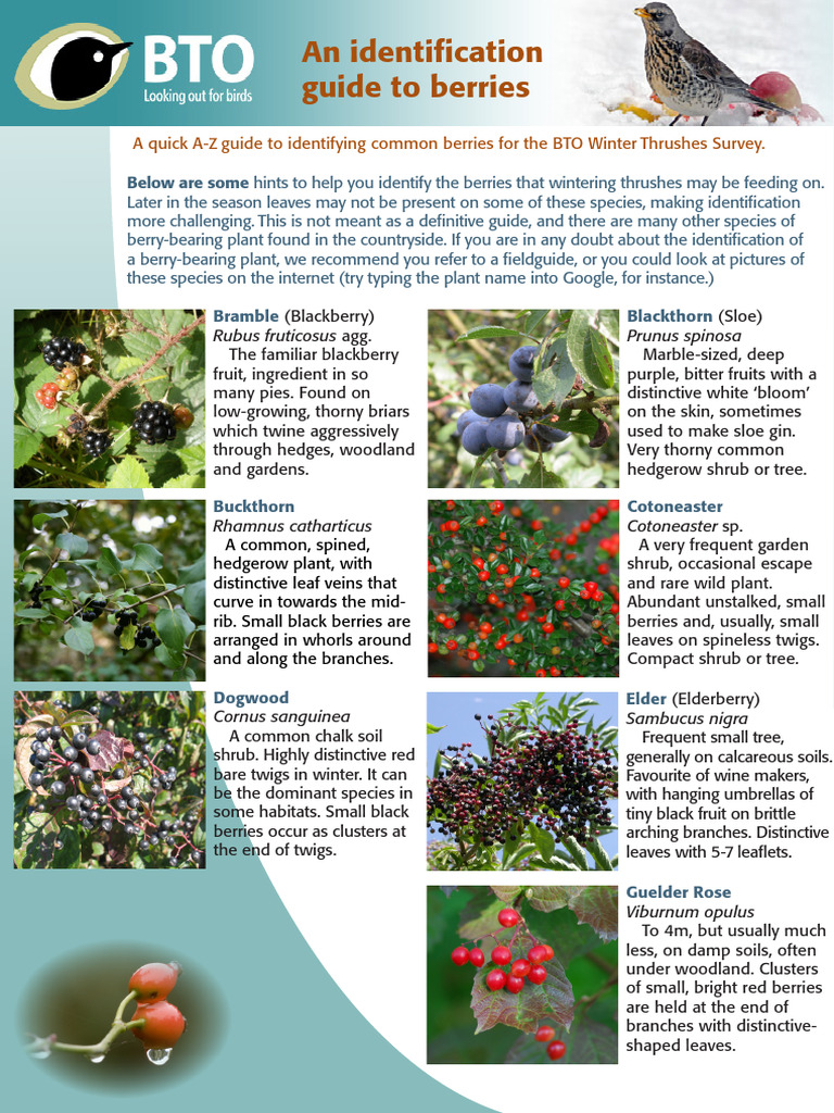 Berry Guide for Birdwatchers | PDF | Trees | Edible Fruits