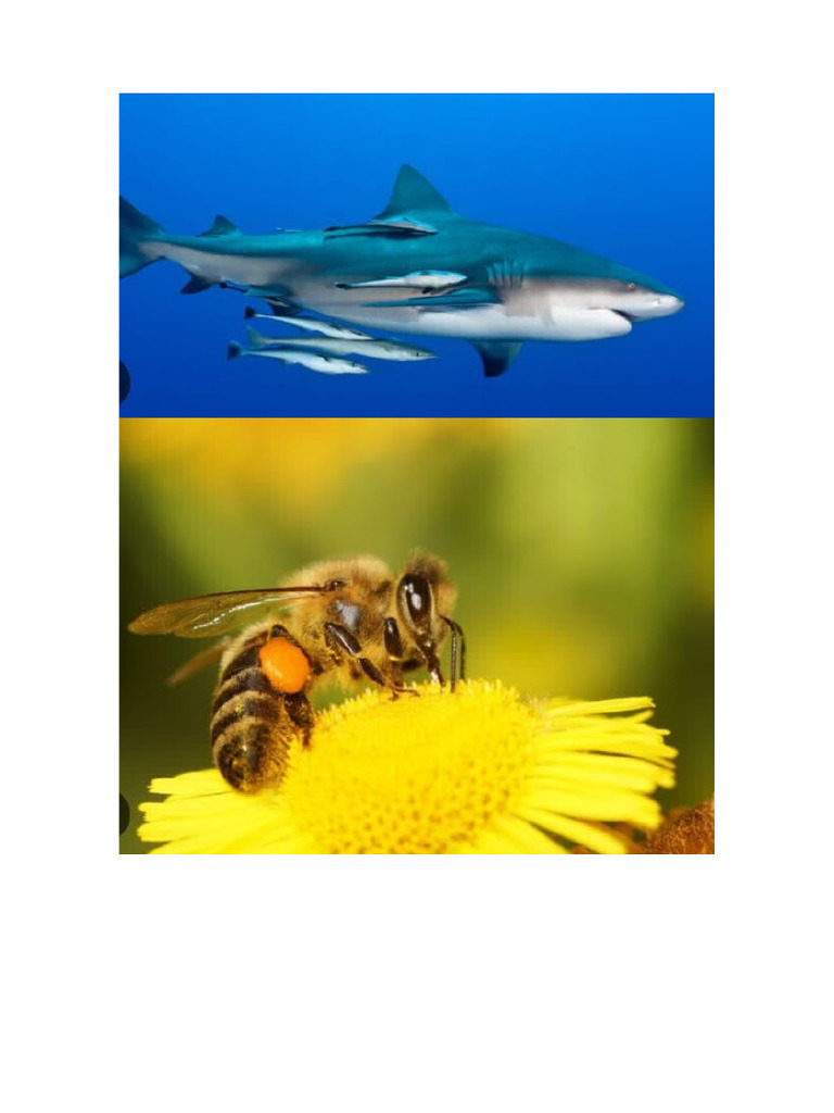 Imagenes Animales | PDF