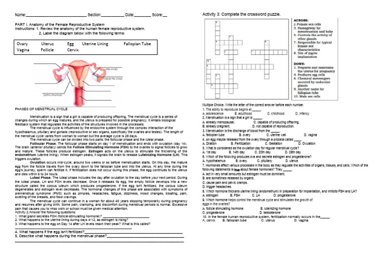 Remedial Worksheet 2 | PDF | Menstrual Cycle | Luteinizing Hormone