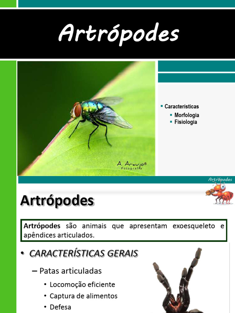 Características e Classificação dos Artrópodes | PDF | Insetos | Zoologia