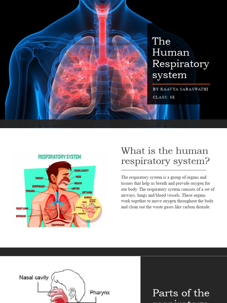 The Human Respiratory System | Download Free PDF | Respiratory Tract | Lung