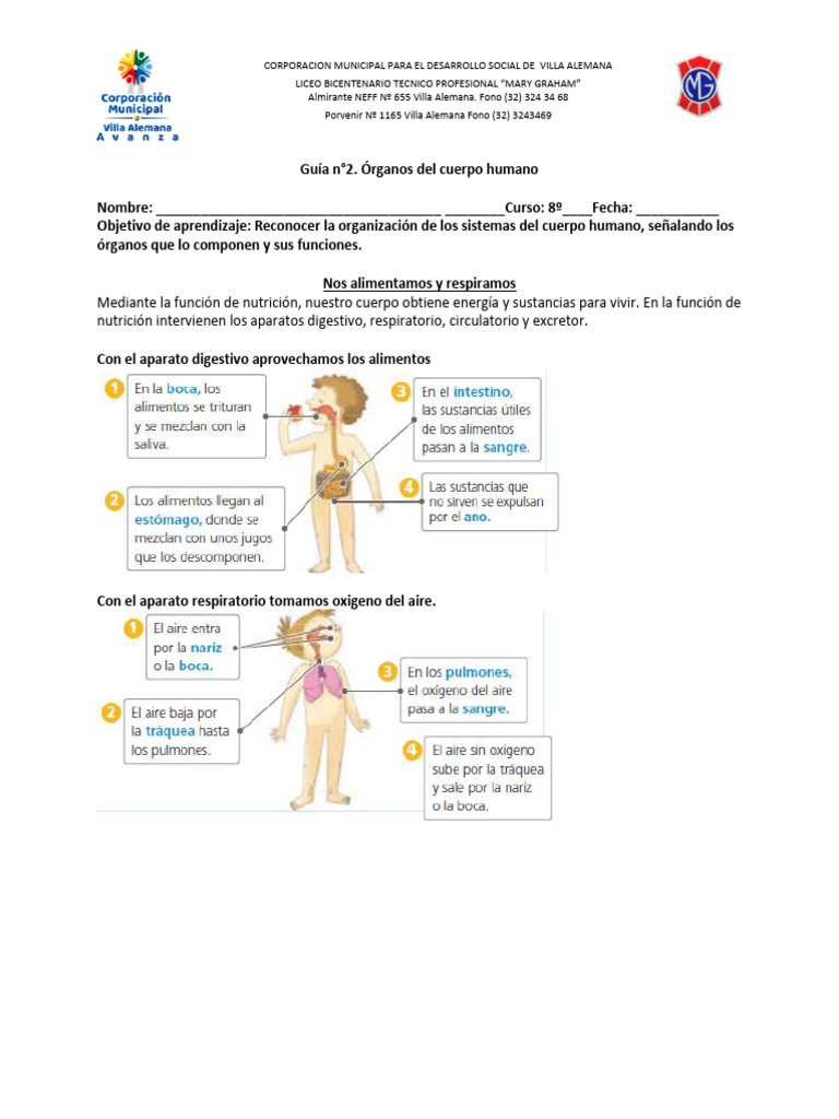 Guia Nº2 Organos Del Cuerpo Humano 8 Basico Ciencias Naturales | PDF