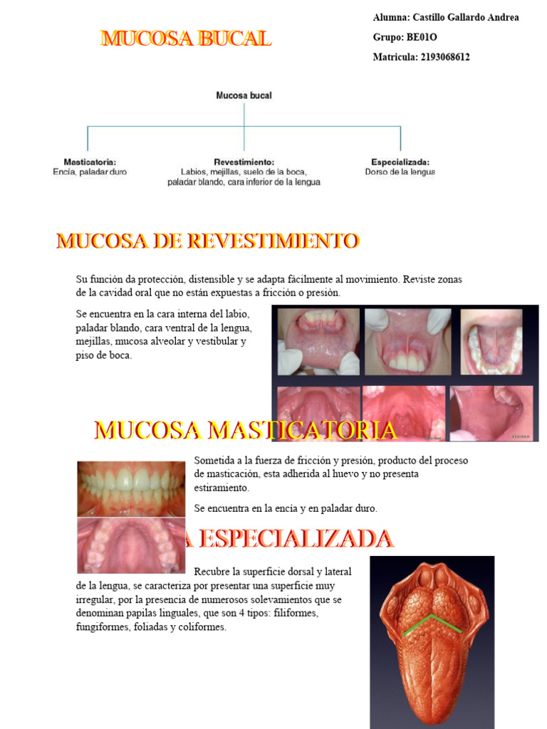 Tipos de Mucosa Bucal y Funciones | PDF | Epitelio | Membrana mucosa