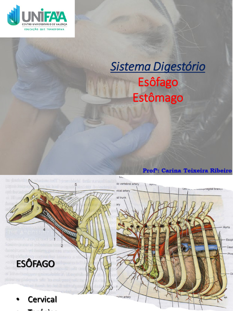 2 - Sistema Digestório - Esôfago e Estômago | PDF | Estômago | Órgão ...