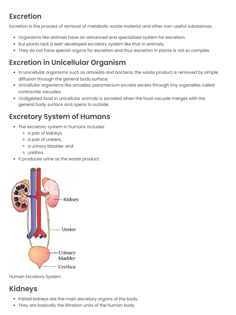 Excretion: Humans, Plants, and Unicells | PDF | Kidney | Excretion