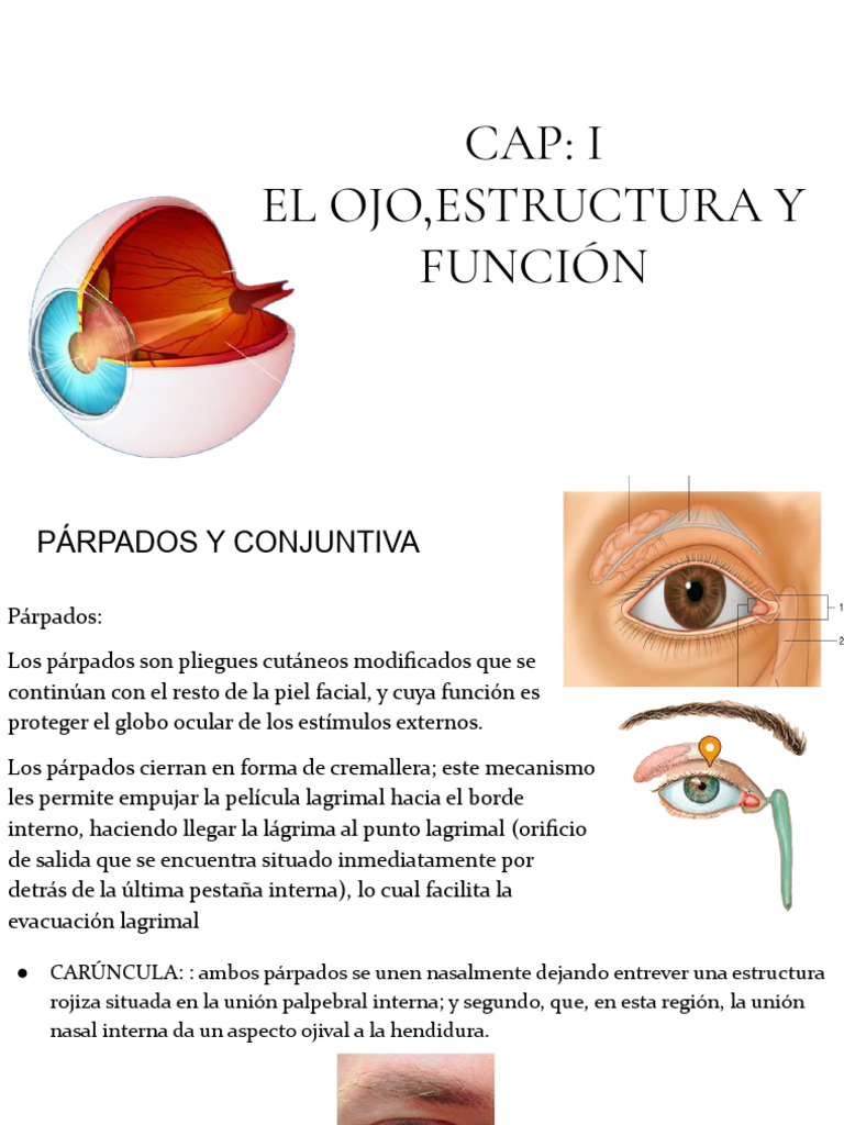 Anatomía y Función del Ojo Humano | PDF | Ojo humano | Miopía