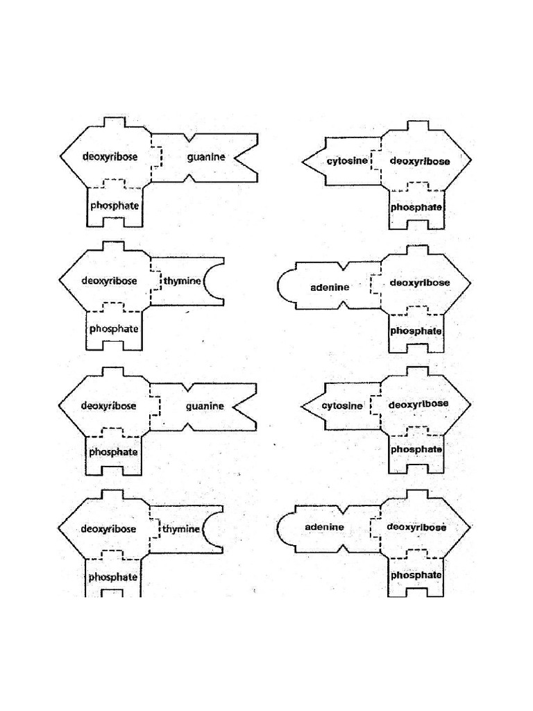 DNA Template Printable (Same Size, Ready To Cut) | PDF
