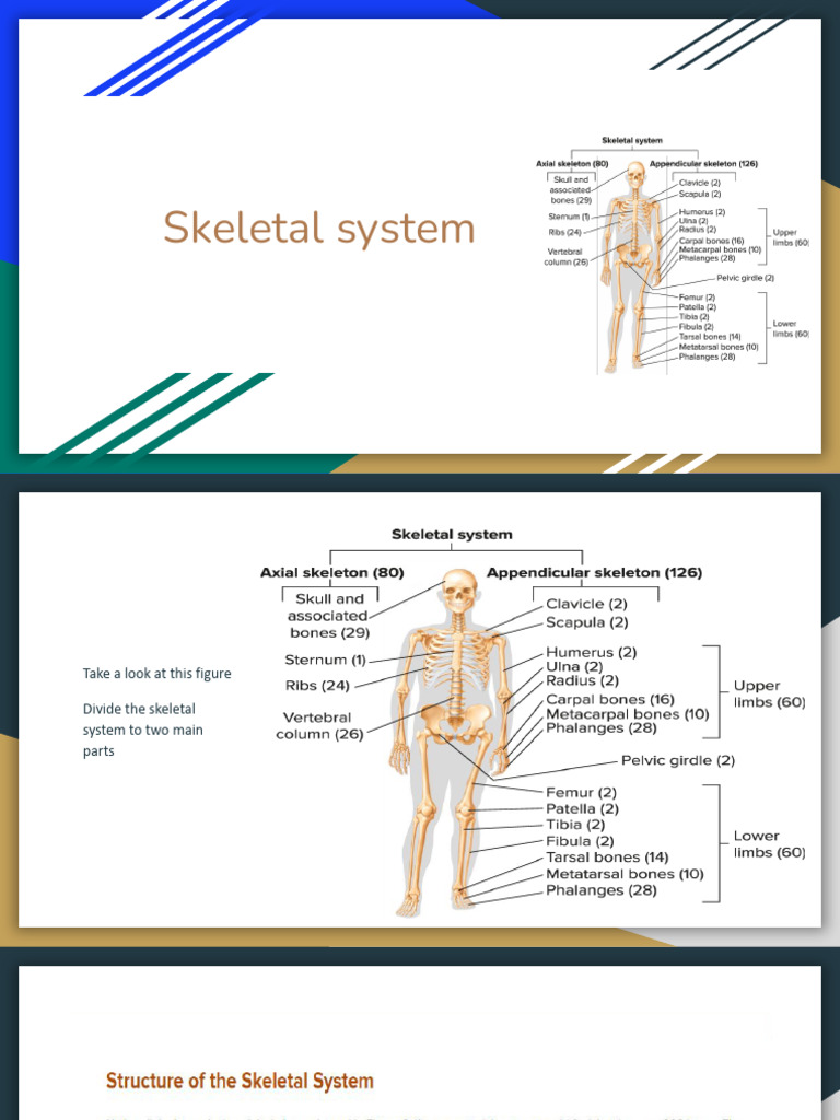 Overview of the Skeletal System Functions | PDF