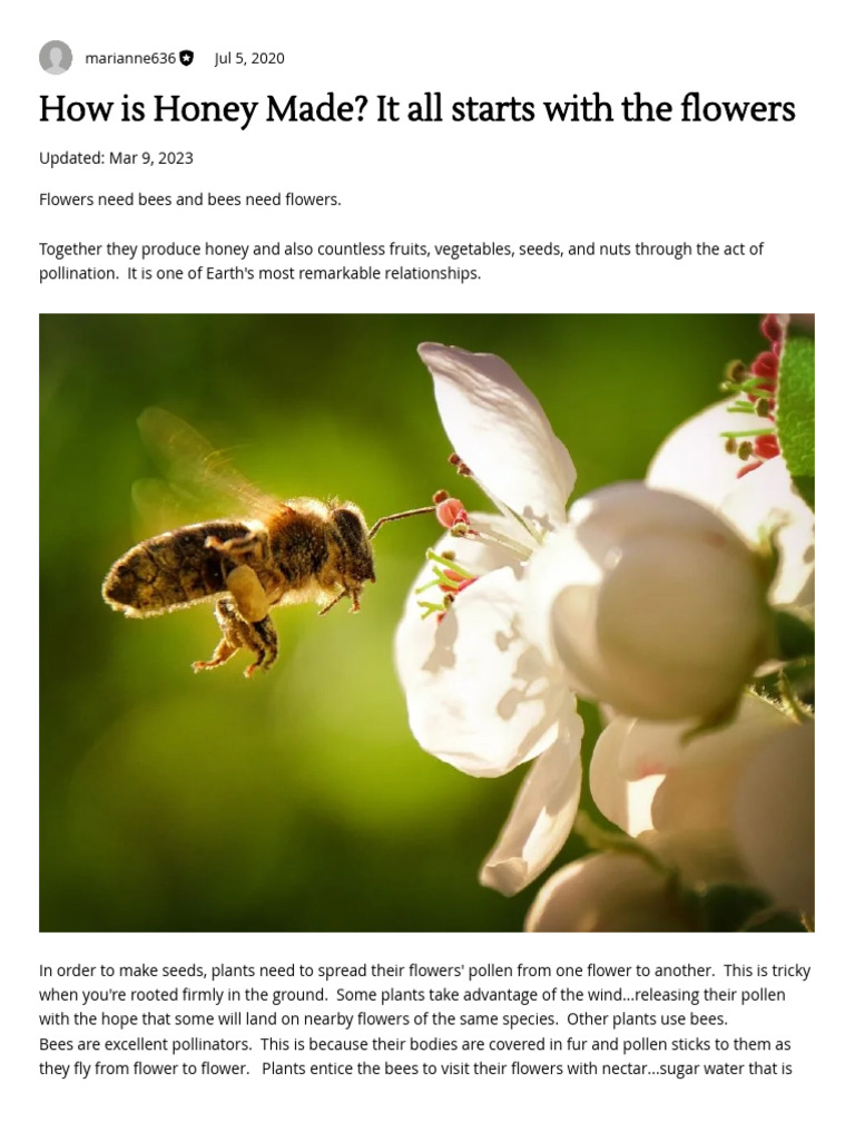 How Is Honey Made - It All Starts With The Flowers | PDF | Honey Bee | Honey