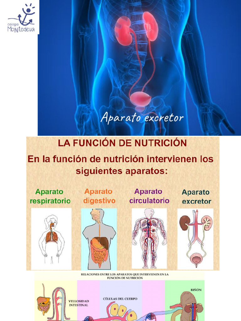 Aparato Excretor | PDF | Sistema urinario | Riñón