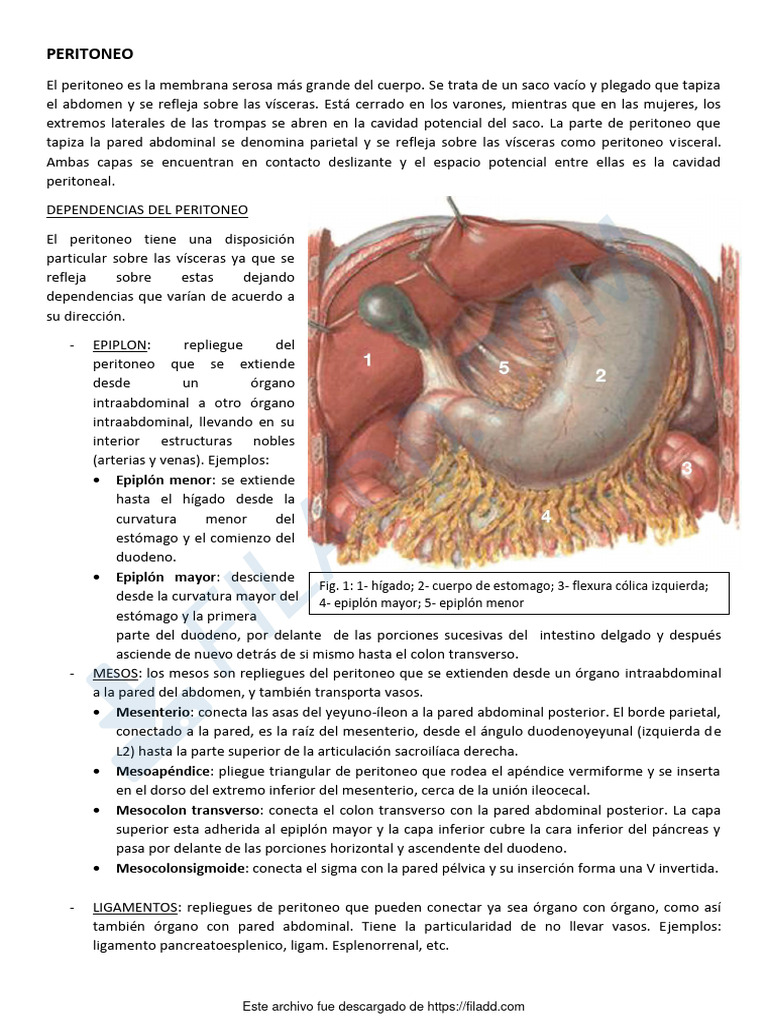 Estructura y Función del Peritoneo | PDF | Abdomen | Peritoneo