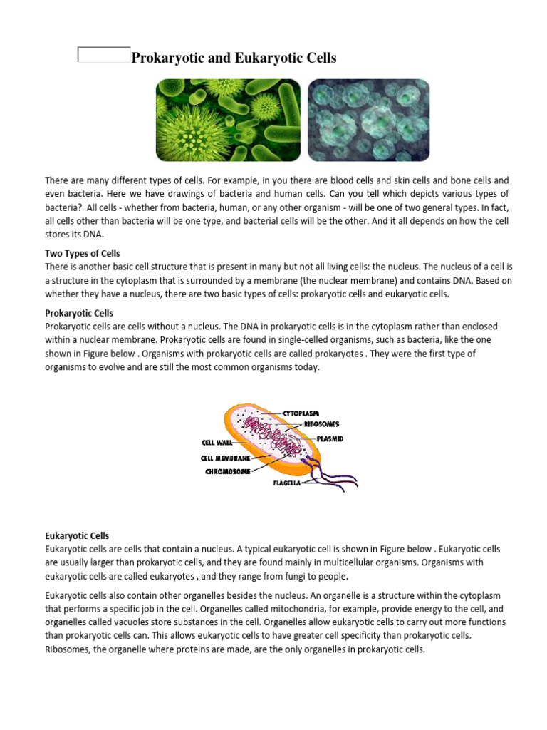 Prokaryotic and Eukaryotic Cells: Two Types of Cells | PDF | Cell (Biology) | Prokaryote
