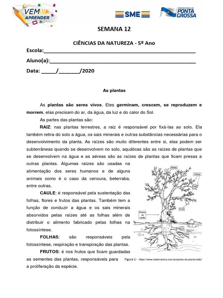 Ciências Da Natureza 5º ANO Semana 12 | PDF | Plantas | Raiz