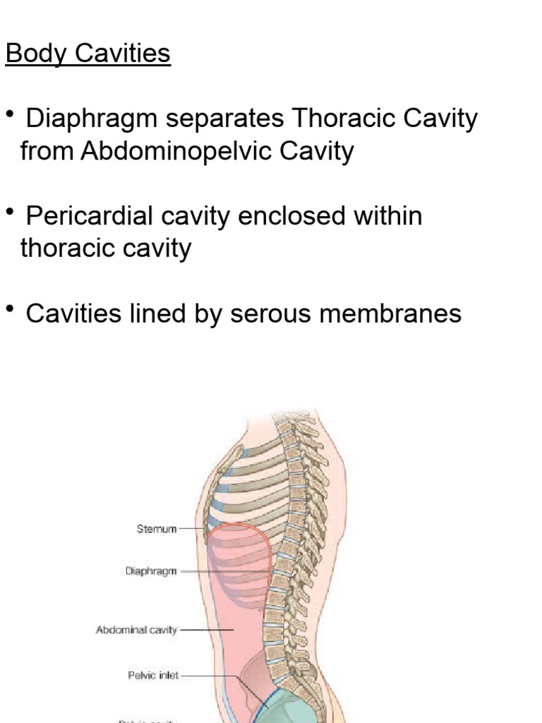 Understanding the Peritoneal Cavity | PDF | Peritoneum | Anatomy
