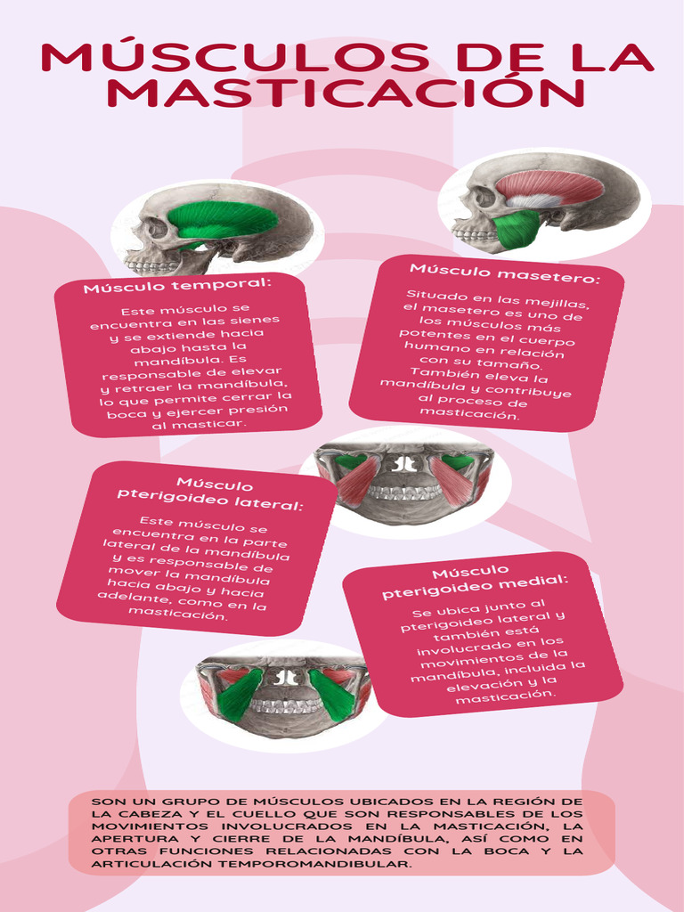 Infografía Músculos de La Masticación | PDF | Anatomía | Sistema ...