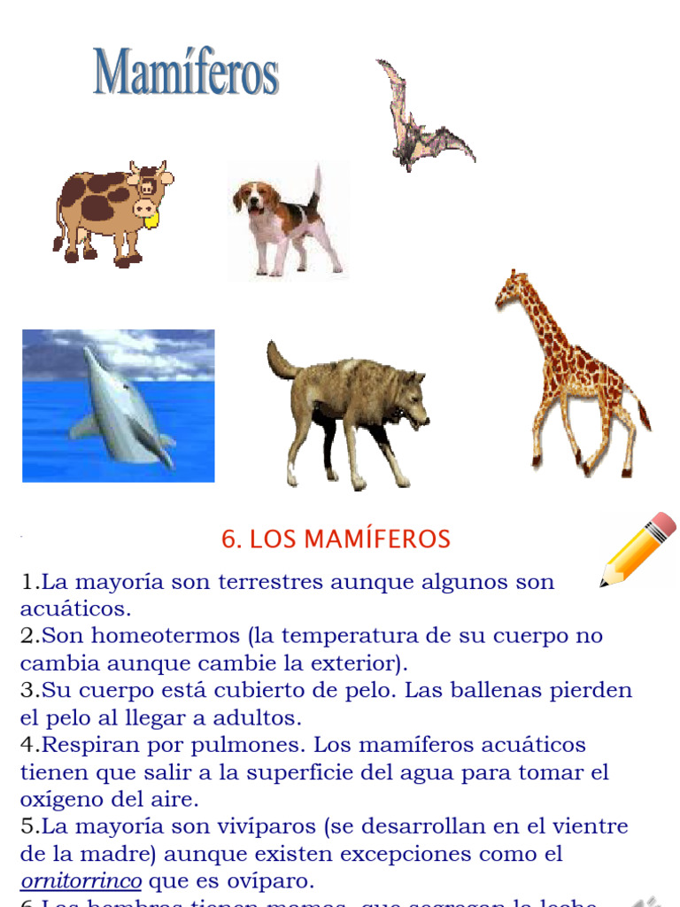 MAMÍFEROS | PDF