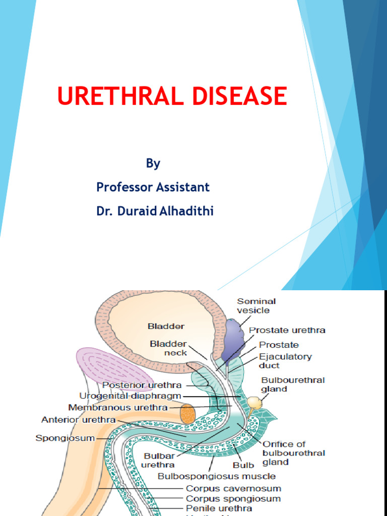 Urethral Disease | PDF | Diseases And Disorders | Genitourinary System